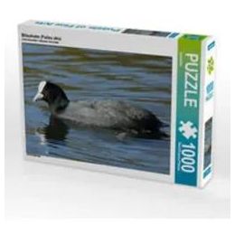 Calvendo Puzzle Bl&auml;sshuhn (Fulica atra) 1000 Teile Lege-Gr&ouml;&szlig;e 64 x 48 cm Foto-Puzzle Bild von kattobello