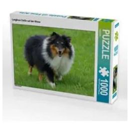 Calvendo Puzzle Langhaar Collie auf der Wiese 1000 Teile Lege-Gr&ouml;&szlig;e 64 x 48 cm Foto-Puzzle Bild von kattobello