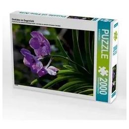 Calvendo Orchidee im Gegenlicht (Puzzle)