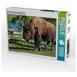 Calvendo Bison im Yellowstone Nat'l Park (Puzzle)