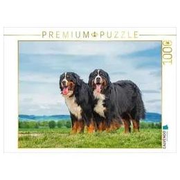 Calvendo Puzzle Zusammen durch dick und d&uuml;nn - zwei Berner Sennenhunde 1000 Teile Lege-Gr&ouml;&szlig;e 64x48cm Foto-Puzzle f&uuml;r gl&uuml;ckliche Stunden
