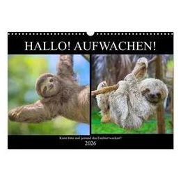Hallo! Aufwachen! Kann bitte mal jemand das Faultier wecken? (Wandkalender 2026 DIN A3 quer), Calvendo Monatskalender