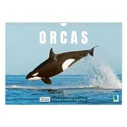 Orcas: Schwarz-wei&szlig;e Giganten (Wandkalender 2026 DIN A4 quer), Calvendo Monatskalender