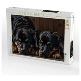 Calvendo Puzzle Majest&auml;tische Rottweiler - Voller Kraft und Loyalit&auml;t 1000 Teile Lege-Gr&ouml;&szlig;e 64x48cm Foto-Puzzle f&uuml;r gl&uuml;ckliche Stunden