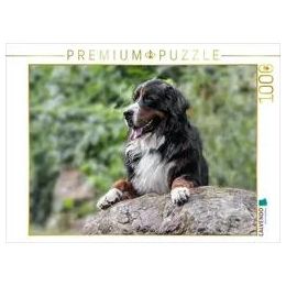 Calvendo Puzzle Berner Sennenhund Aiko 1000 Teile Lege-Gr&ouml;&szlig;e 64x48cm Foto-Puzzle f&uuml;r gl&uuml;ckliche Stunden