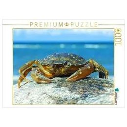 Calvendo Puzzle Strandkrabbe 1000 Teile Lege-Gr&ouml;&szlig;e 64x48cm Foto-Puzzle f&uuml;r gl&uuml;ckliche Stunden