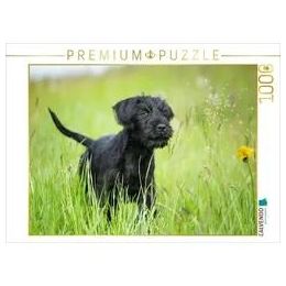 Calvendo Puzzle Ein Motiv aus dem Kalender Riesenschnauzer... charakterstarke Hunde 1000 Teile Lege-Gr&ouml;&szlig;e 64x48cm Foto-Puzzle f&uuml;r gl&uuml;ckliche Stunden