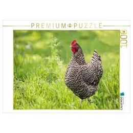 Calvendo Puzzle Plymouth Rock Huhn auf gr&uuml;ner Wiese 1000 Teile Lege-Gr&ouml;&szlig;e 64x48cm Foto-Puzzle f&uuml;r gl&uuml;ckliche Stunden