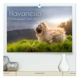 Calvendo Havaneser - Wirbelwinde aus Kuba (hochwertiger Premium Wandkalender 2026 DIN A2 quer), Kunstdruck in Hochglanz