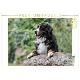 Calvendo Puzzle Berner Sennenhund Aiko 2000 Teile Lege-Gr&ouml;&szlig;e 90x67cm Foto-Puzzle f&uuml;r gl&uuml;ckliche Stunden