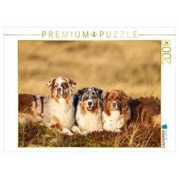Calvendo Puzzle Ein Motiv aus dem Kalender Mit Aussies unterwegs - Die bunte Welt der Australian Shepherds 2000 Teile Lege-Gr&ouml;&szlig;e 90x67cm Foto-Puzzle f&uuml;r gl&uuml;ckliche Stunden