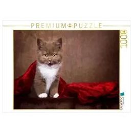 Calvendo Puzzle Ein Motiv aus dem Kalender Kittens - Britisch Kurzhaar Katzenkinder 1000 Teile Lege-Gr&ouml;&szlig;e 64x48cm Foto-Puzzle f&uuml;r gl&uuml;ckliche Stunden