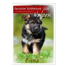 Deutscher Sch&auml;ferhund - Welpen, Planer (Wandkalender 2026 DIN A3 hoch), Calvendo Monatskalender