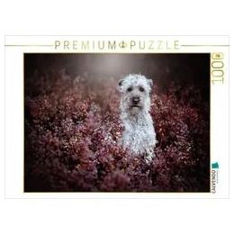 Calvendo Puzzle Irish soft coated wheaten Terrier 1000 Teile Lege-Gr&ouml;&szlig;e 64x48cm Foto-Puzzle f&uuml;r gl&uuml;ckliche Stunden