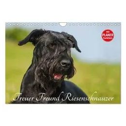 Treuer Freund Riesenschnauzer (Wandkalender 2026 DIN A4 quer), Calvendo Monatskalender