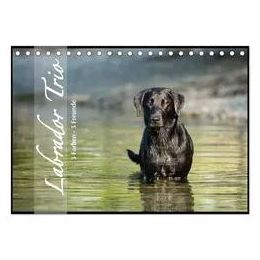Labrador Trio - 3 Farben, 3 Freunde (Tischkalender 2026 DIN A5 quer), Calvendo Monatskalender