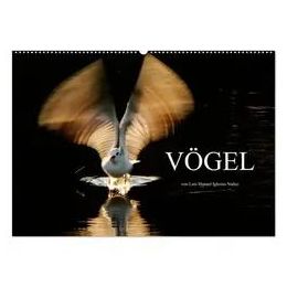 V&Ouml;GEL (Wandkalender 2026 DIN A2 quer), Calvendo Monatskalender