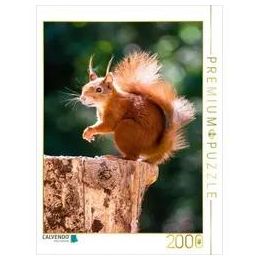 Calvendo Puzzle Ein Motiv aus dem Kalender H&ouml;rnchen aus aller Welt 2000 Teile Lege-Gr&ouml;&szlig;e 90x67cm Foto-Puzzle f&uuml;r gl&uuml;ckliche Stunden