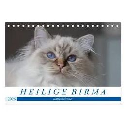 Heilige Birma Katzenkalender (Tischkalender 2026 DIN A5 quer), Calvendo Monatskalender