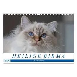 Heilige Birma Katzenkalender (Wandkalender 2026 DIN A3 quer), Calvendo Monatskalender