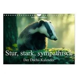 Stur, stark, sympathisch - Der Dachs - Kalender (Wandkalender 2026 DIN A4 quer), Calvendo Monatskalender