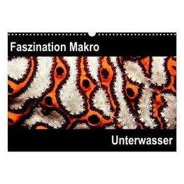 Faszination Makro Unterwasser (Wandkalender 2026 DIN A3 quer), Calvendo Monatskalender