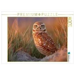 Calvendo Puzzle Neugieriger H&ouml;hlenkauz im hohen Gras 1000 Teile Lege-Gr&ouml;&szlig;e 64x48cm Foto-Puzzle f&uuml;r gl&uuml;ckliche Stunden
