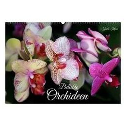 Beliebte Orchideen (Wandkalender 2026 DIN A2 quer), Calvendo Monatskalender