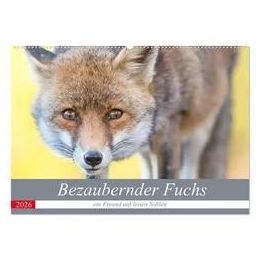 Bezaubernder Fuchs - ein Freund auf leisen Sohlen (Wandkalender 2026 DIN A2 quer), Calvendo Monatskalender