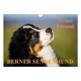Treuer Freund Berner Sennenhund (Wandkalender 2026 DIN A4 quer), Calvendo Monatskalender