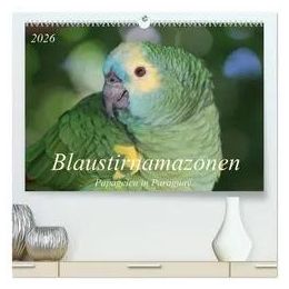 Calvendo Blaustirnamazonen - Papageien in Paraguay (hochwertiger Premium Wandkalender 2026 DIN A2 quer), Kunstdruck in Hochglanz