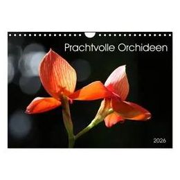 Prachtvolle Orchideen (Wandkalender 2026 DIN A4 quer), Calvendo Monatskalender