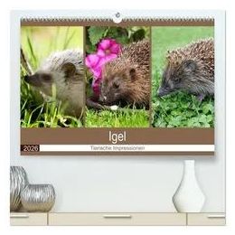 Calvendo Igel 2026. Tierische Impressionen (hochwertiger Premium Wandkalender 2026 DIN A2 quer), Kunstdruck in Hochglanz