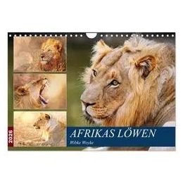Afrikas L&ouml;wen 2026 (Wandkalender 2026 DIN A4 quer), Calvendo Monatskalender