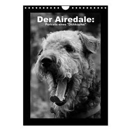 Der Airedale: Portraits eines "Dickkopfes" (Wandkalender 2026 DIN A4 hoch), Calvendo Monatskalender