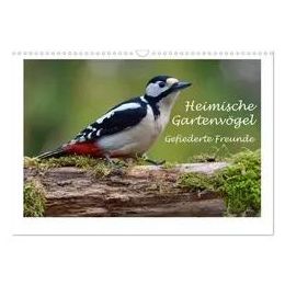 Heimische Gartenv&ouml;gel - Gefiederte Freunde (Wandkalender 2026 DIN A3 quer), Calvendo Monatskalender