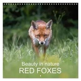 Beauty in nature - RED FOXES (Wall Calendar 2026 12 &times; 12 Inch) Calvendo 12 Month Wall Calendar