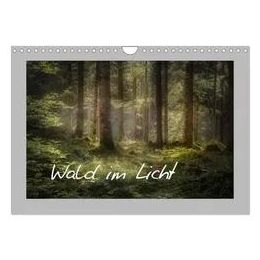 Wald im Licht (Wandkalender 2026 DIN A4 quer), Calvendo Monatskalender