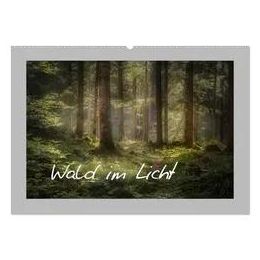 Wald im Licht (Wandkalender 2026 DIN A2 quer), Calvendo Monatskalender