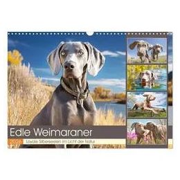 Edle Weimaraner. Loyale Silberseelen im Licht der Natur (Wandkalender 2026 DIN A3 quer), Calvendo Monatskalender