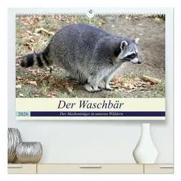 Calvendo Der Waschb&auml;r - Der Maskentr&auml;ger in unseren W&auml;ldern (hochwertiger Premium Wandkalender 2026 DIN A2 quer), Kunstdruck in Hochglanz