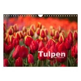 Tulpen (Wandkalender 2026 DIN A4 quer), Calvendo Monatskalender
