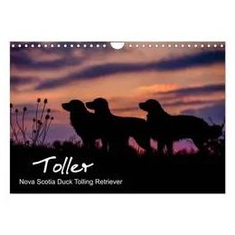 Toller - Nova Scotia Duck Tolling Retriever (Wandkalender 2026 DIN A4 quer), Calvendo Monatskalender