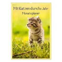 Mit Katzen durchs Jahr / Planer (Wandkalender 2026 DIN A2 hoch), Calvendo Monatskalender