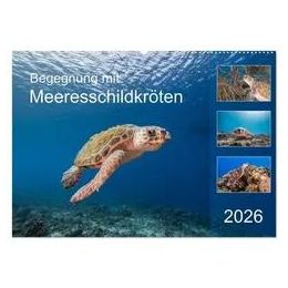 Begegnung mit Meeresschildkr&ouml;ten (Wandkalender 2026 DIN A2 quer), Calvendo Monatskalender