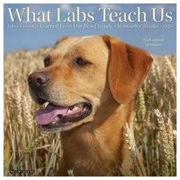 What Labs Teach Us 2026 12 X 12 Wall Calendar