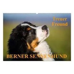 Treuer Freund Berner Sennenhund (Wandkalender 2026 DIN A2 quer), Calvendo Monatskalender