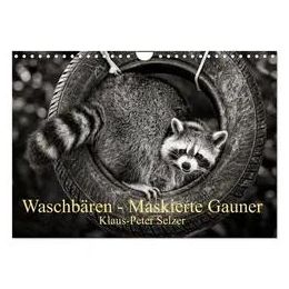Waschb&auml;ren - Maskierte Gauner (Wandkalender 2026 DIN A4 quer), Calvendo Monatskalender