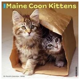 Maine Coon Kittens 2026 Wall Calendar