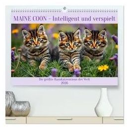 Calvendo Maine Coon - Intelligent und verspielt (hochwertiger Premium Wandkalender 2026 DIN A2 quer), Kunstdruck in Hochglanz